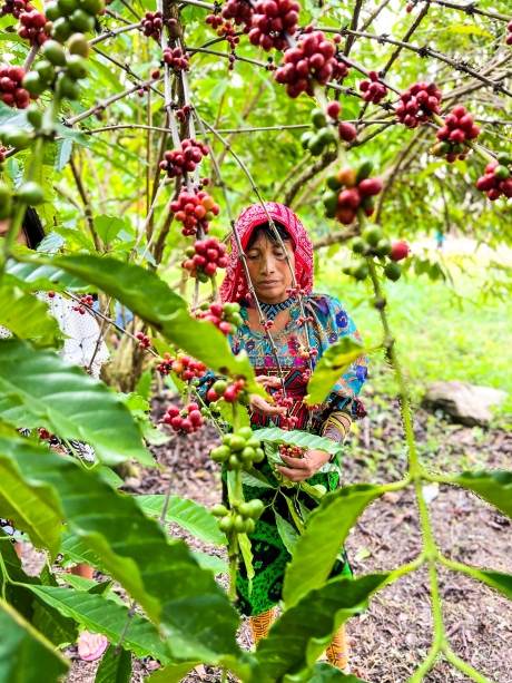 The hands behind a cup of coffee in Panama | FAO