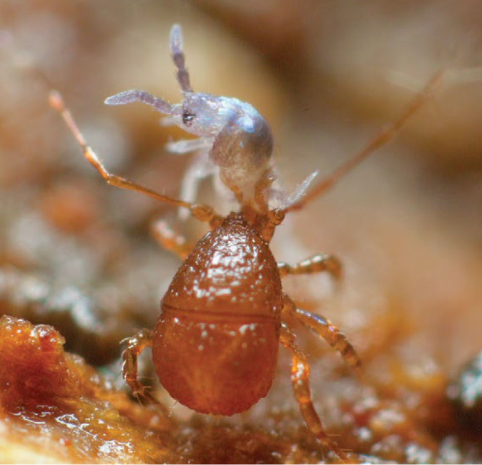 The State of Knowledge of Soil Biodiversity