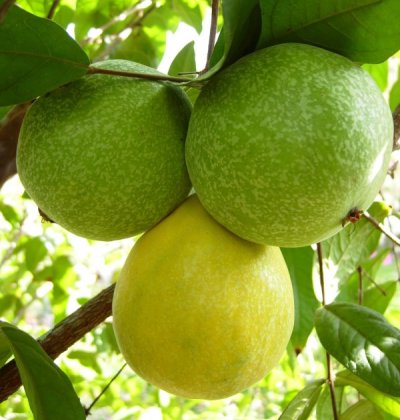 El Arazá, un frutal alternativo para la Amazonía Ecuatoriana ...