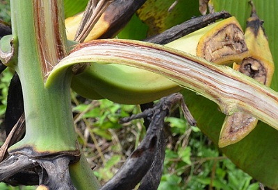 La enfermedad del Moko, una amenaza para el banano colombiano | FAO