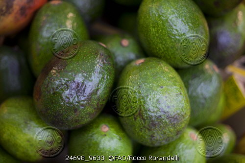 Costa Rica: El aguacate aumenta de precio por el alto costo de las ...