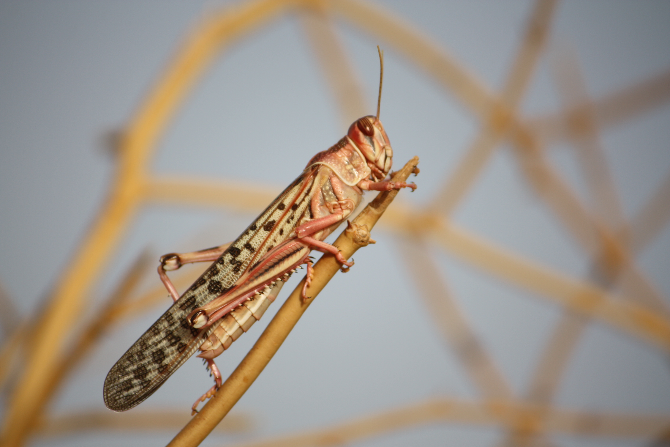 Commission de lutte contre le Criquet pèlerin dans la région ...
