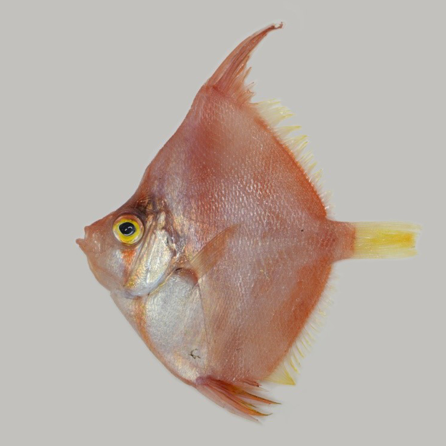 Scientific illustration: an art in the service of science | EAF Nansen ...