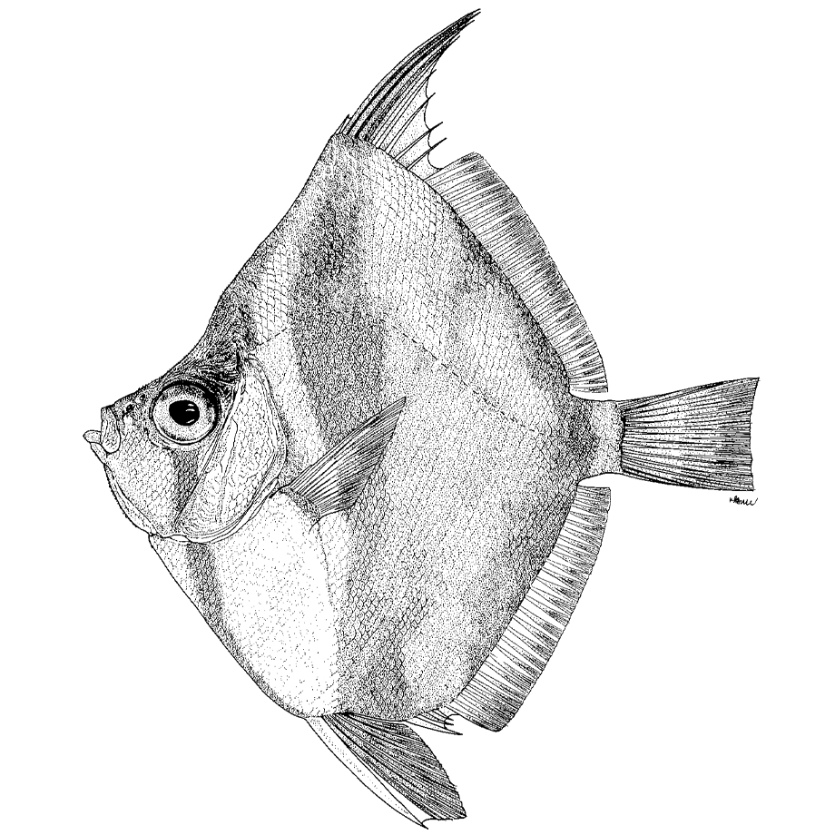 Fish Scientific Illustration
