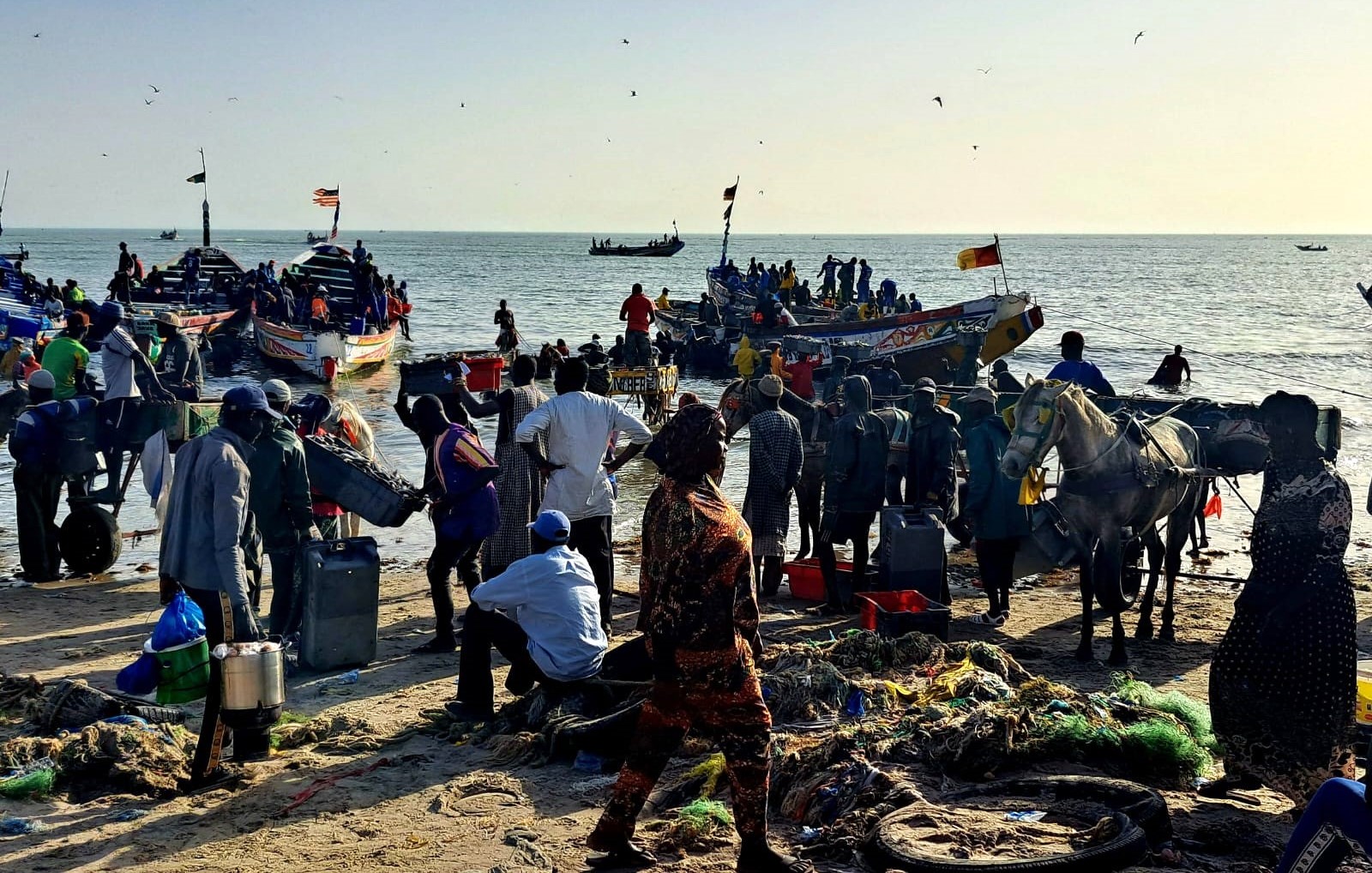 News | EAF-Nansen Programme | Food and Agriculture Organization of the ...