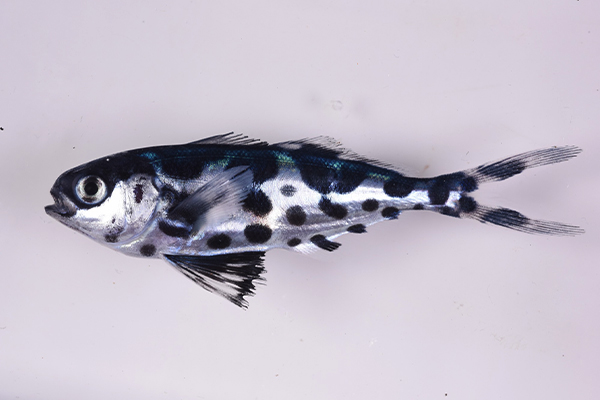 Study of demersal resources and bottom habitats in southwest Africa