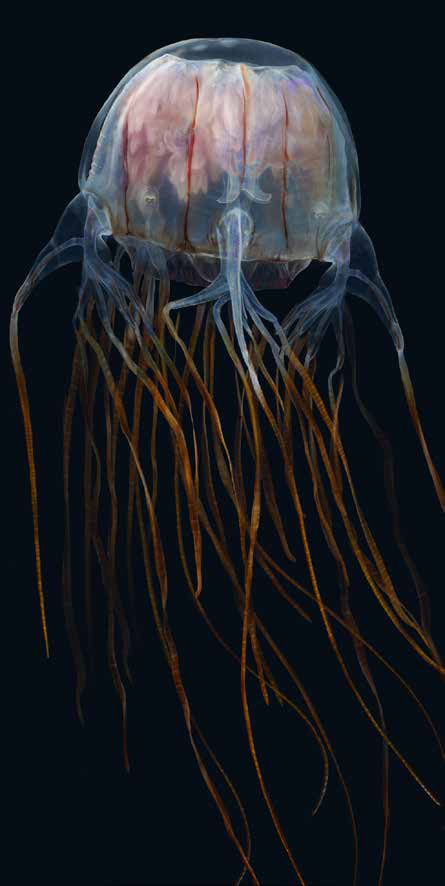 Découvrez les merveilleuses méduses d'Afrique de l'Ouest dans un ...