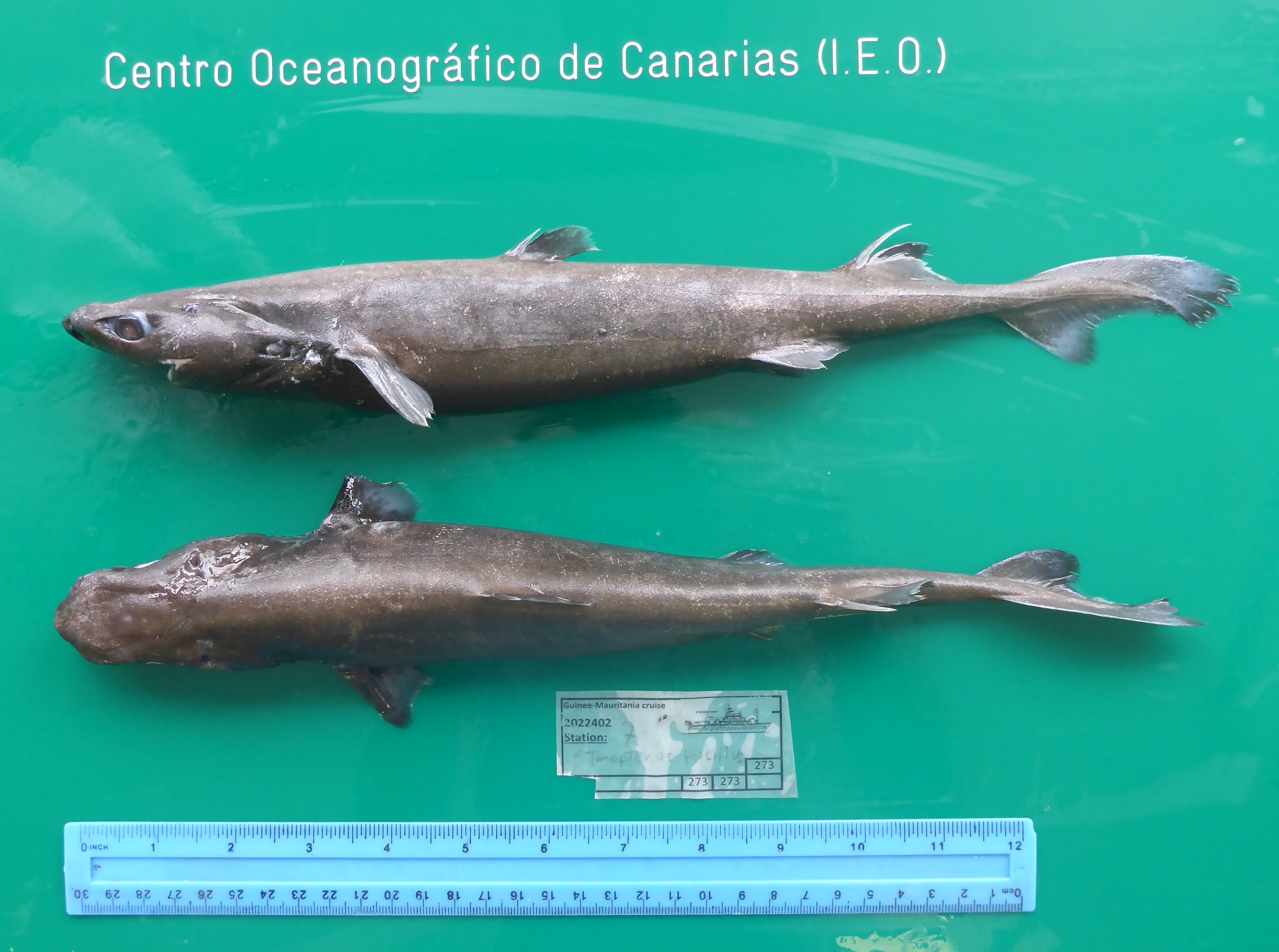 The Spanish Institute of Oceanography in Tenerife to host first fish ...