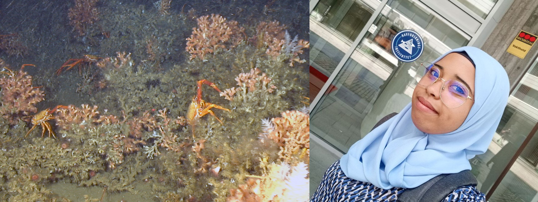 Hayat Ben-ayad hopes her study on cold-water corals will inspire more ...