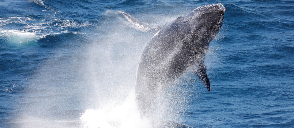 Large numbers of Humpback whales osberved off the southern Mozambique ...