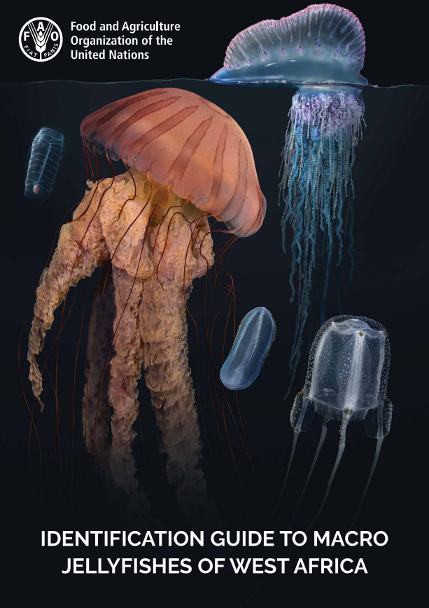 Explore the wondrous jellyfish of West Africa in a new illustrated ...