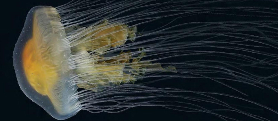 EAF-Nansen Programme showcases achievements in sustainable fisheries ...