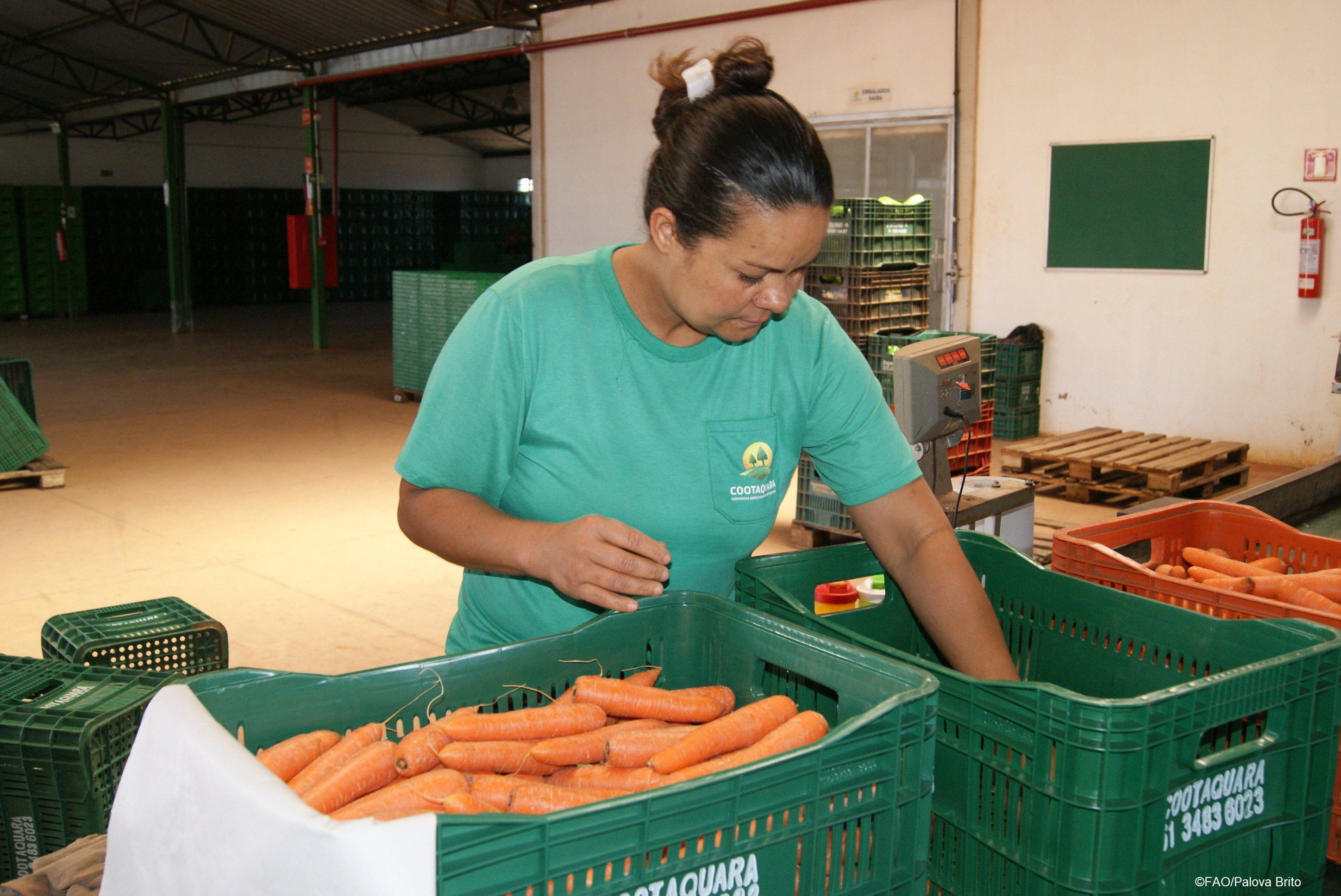 Organização das Nações Unidas para Agricultura e Alimentação: Notícias ...