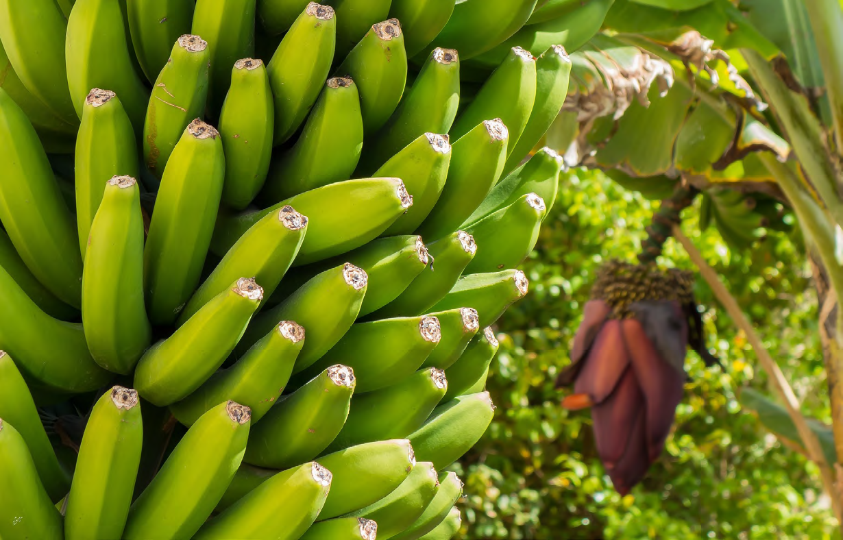 Organización de las Naciones Unidas para la Alimentación y la ...