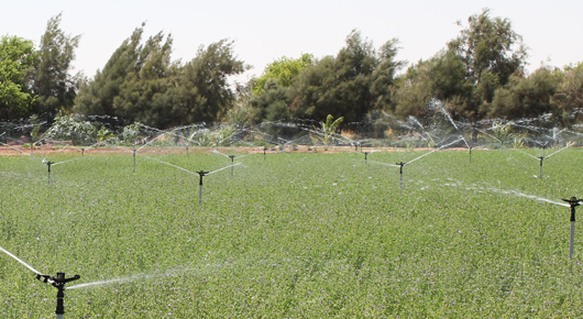 FAO in Egypt | Food and Agriculture Organization of the United Nations