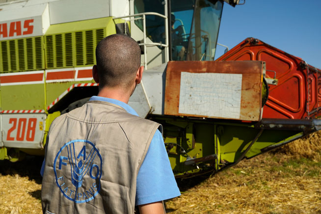 FAO Celebrates the Grain Harvest with Conflict-Affected Smallholder ...