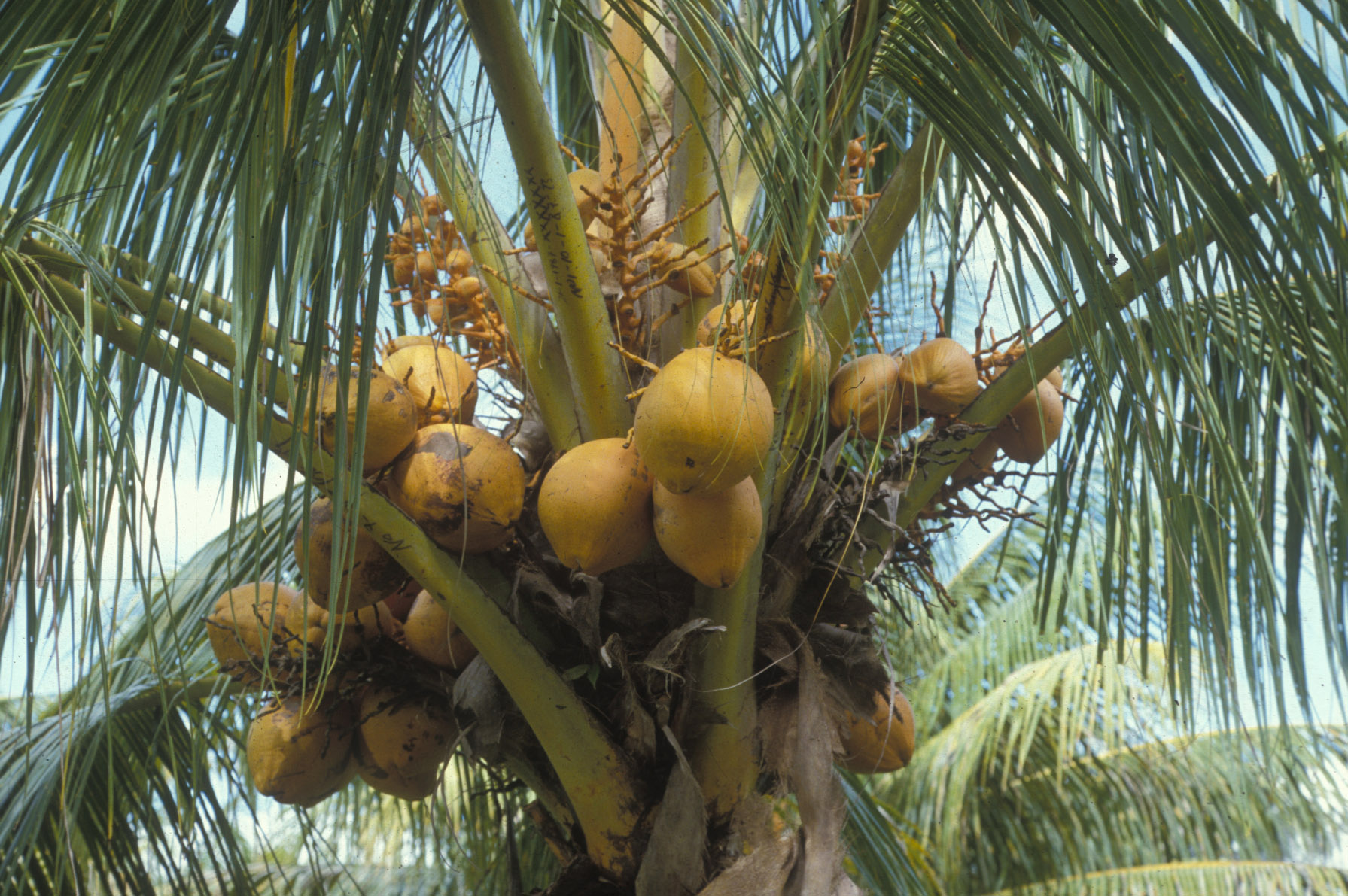 Organisation des Nations Unies pour l'alimentation et l'agriculture ...