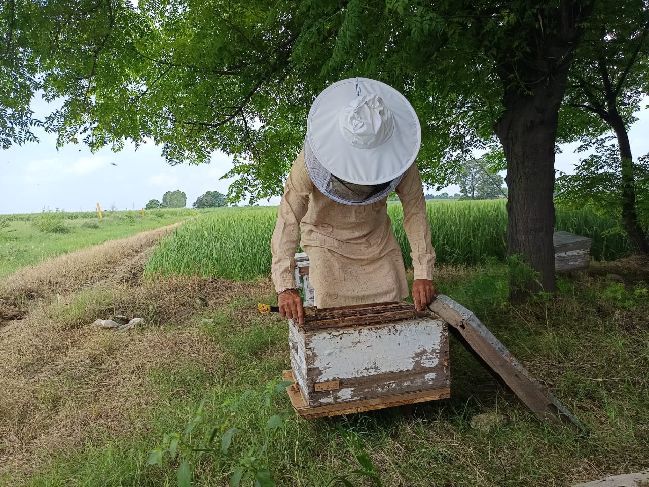 FAO in India | Food and Agriculture Organization of the United Nations