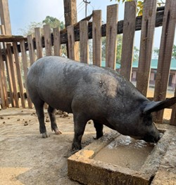 Piggery Mizoram | FAO in India | Food and Agriculture Organization of ...