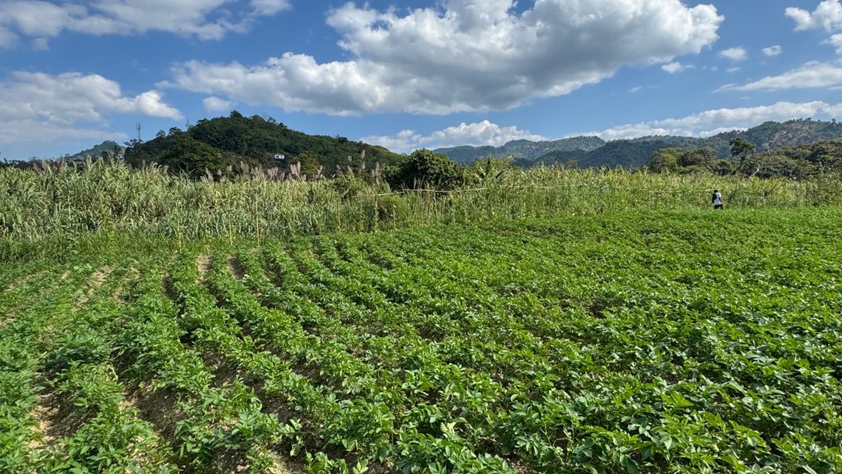 Winter Vegetables | FAO in India | Food and Agriculture Organization of ...