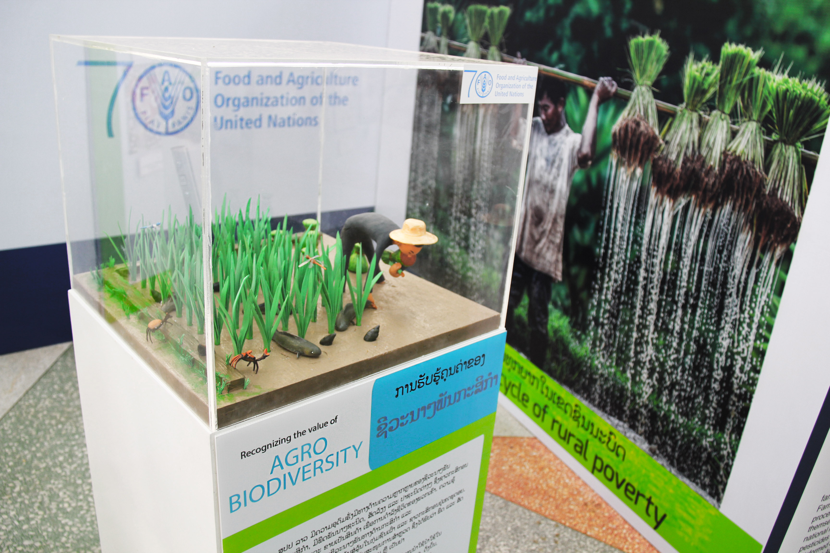 Photos | FAO in Lao People's Democratic Republic | Food and Agriculture ...