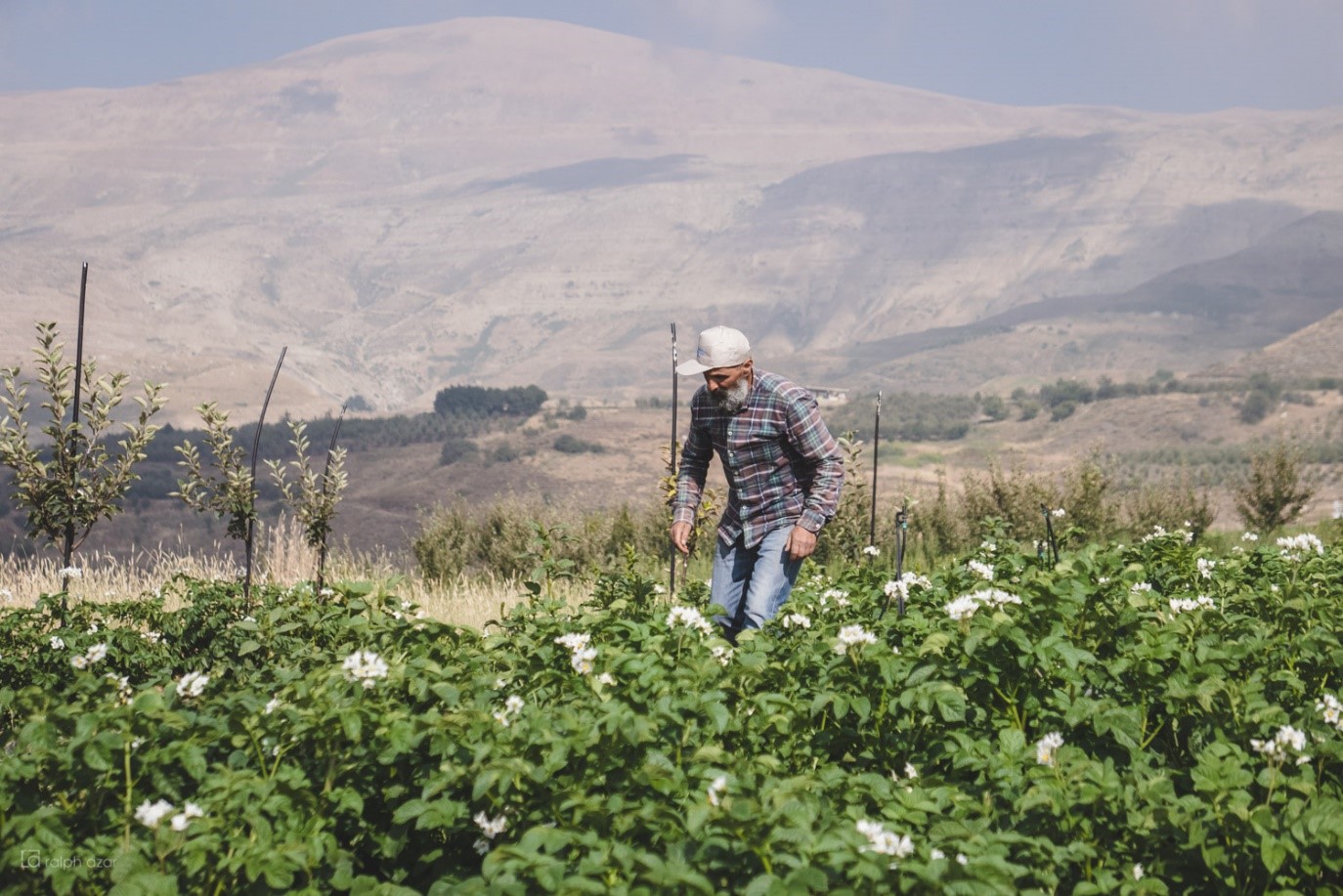 FAO in Lebanon | Food and Agriculture Organization of the United Nations