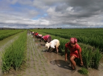 Organisation des Nations Unies pour l'alimentation et l'agriculture: Le ...