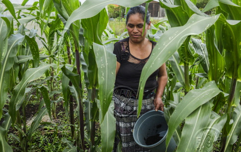 Organización de las Naciones Unidas para la Alimentación y la ...