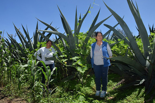Organización de las Naciones Unidas para la Alimentación y la ...