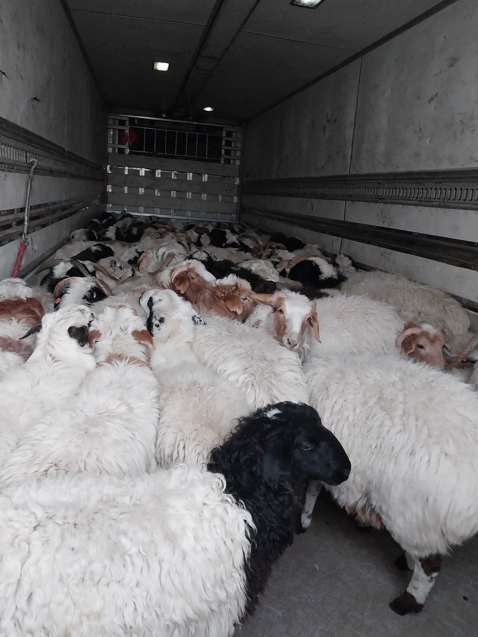 FAO in Mongolia | Food and Agriculture Organization of the United Nations