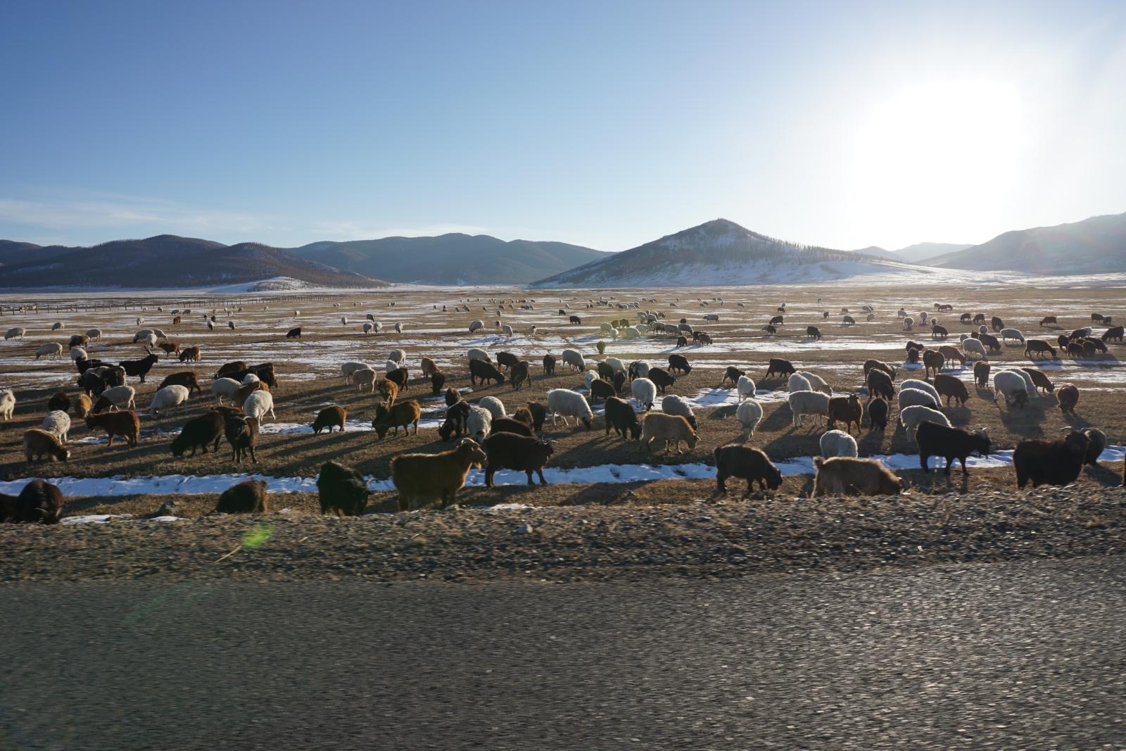 FAO in Mongolia | Food and Agriculture Organization of the United Nations