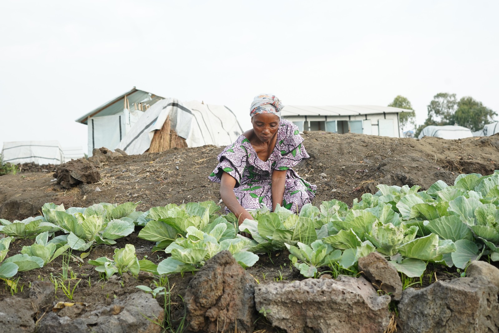 Organisation des Nations Unies pour l'alimentation et l'agriculture ...