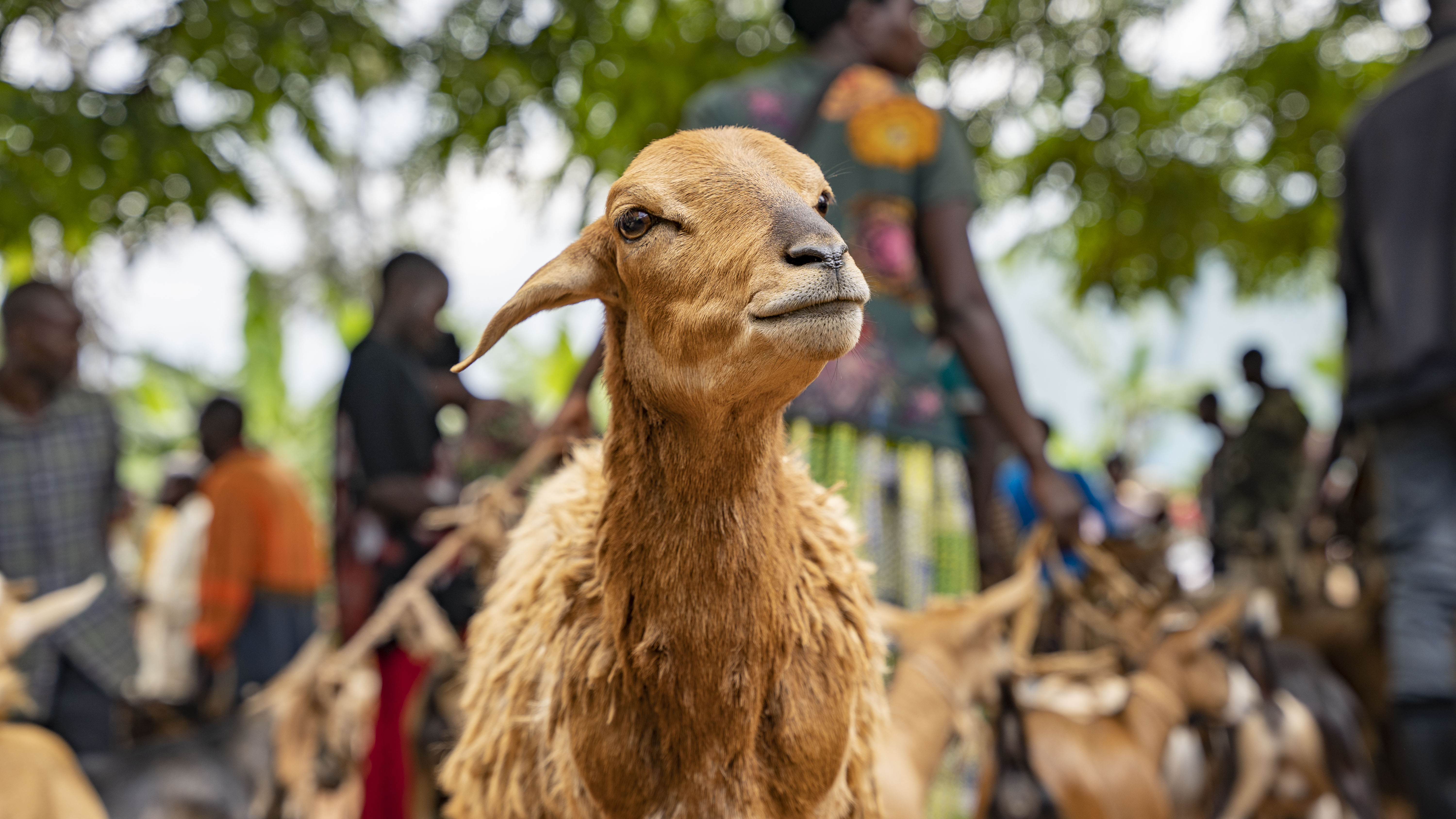 FAO in Rwanda | Food and Agriculture Organization of the United Nations