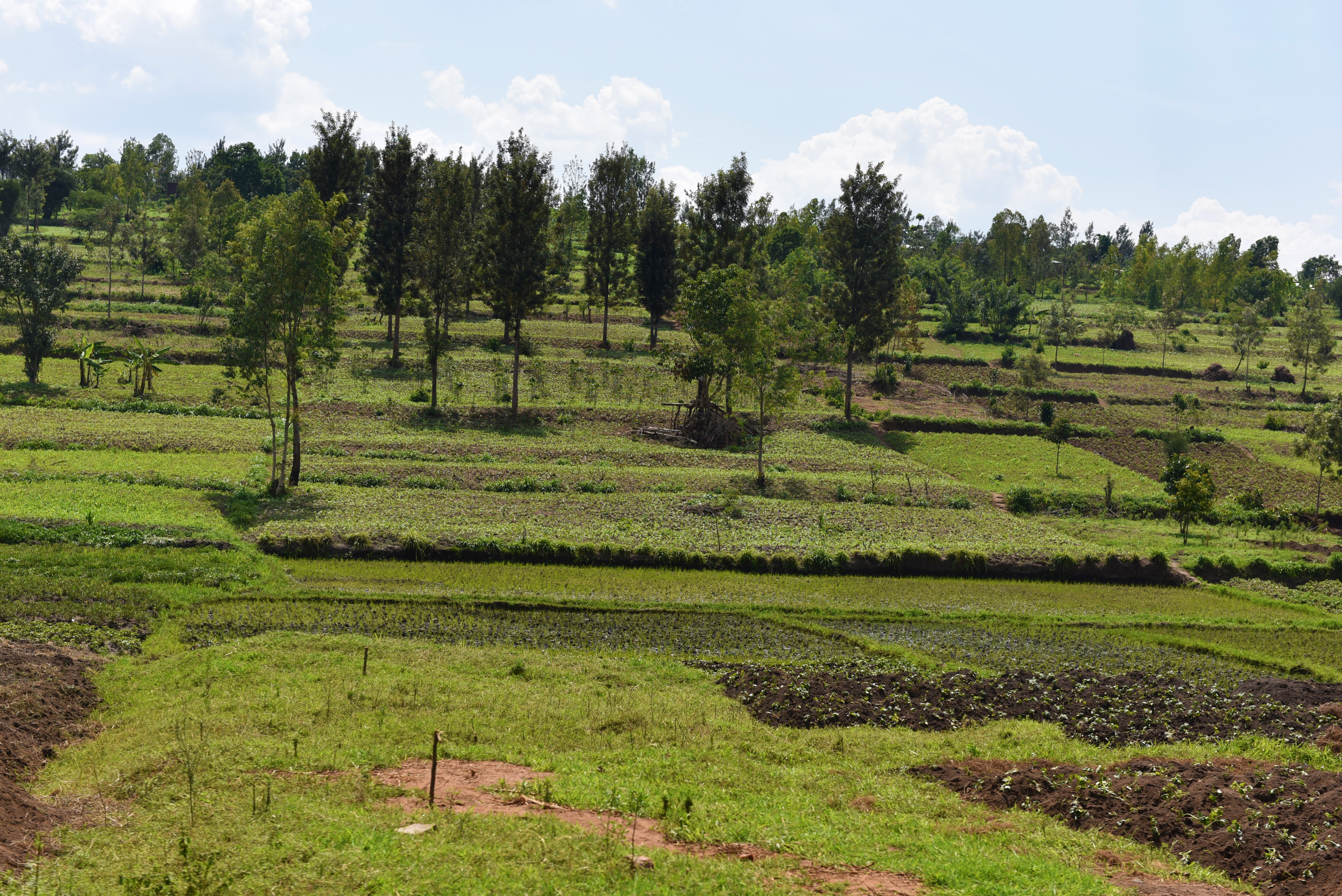 FAO in Rwanda | Food and Agriculture Organization of the United Nations