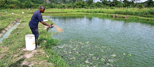 Strengthening the tilapia sector in Côte d'Ivoire begins at 10 pilot ...