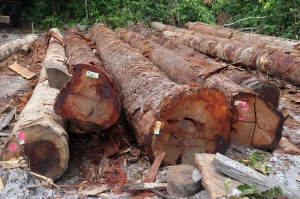 Raising awareness about timber legality among Indigenous Communities in ...