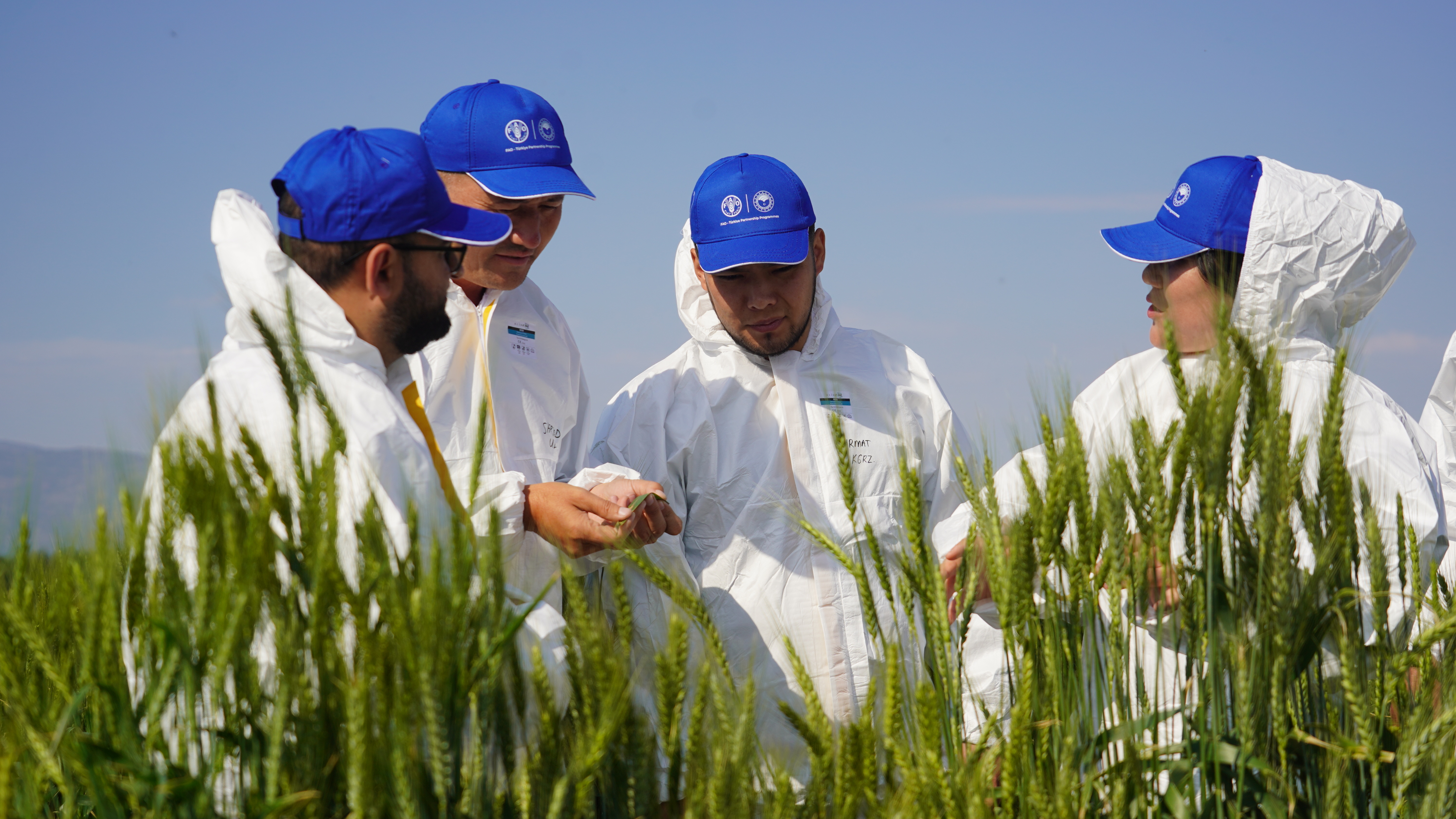 Regional fight against wheat rust reaches a milestone | FAO and Türkiye ...