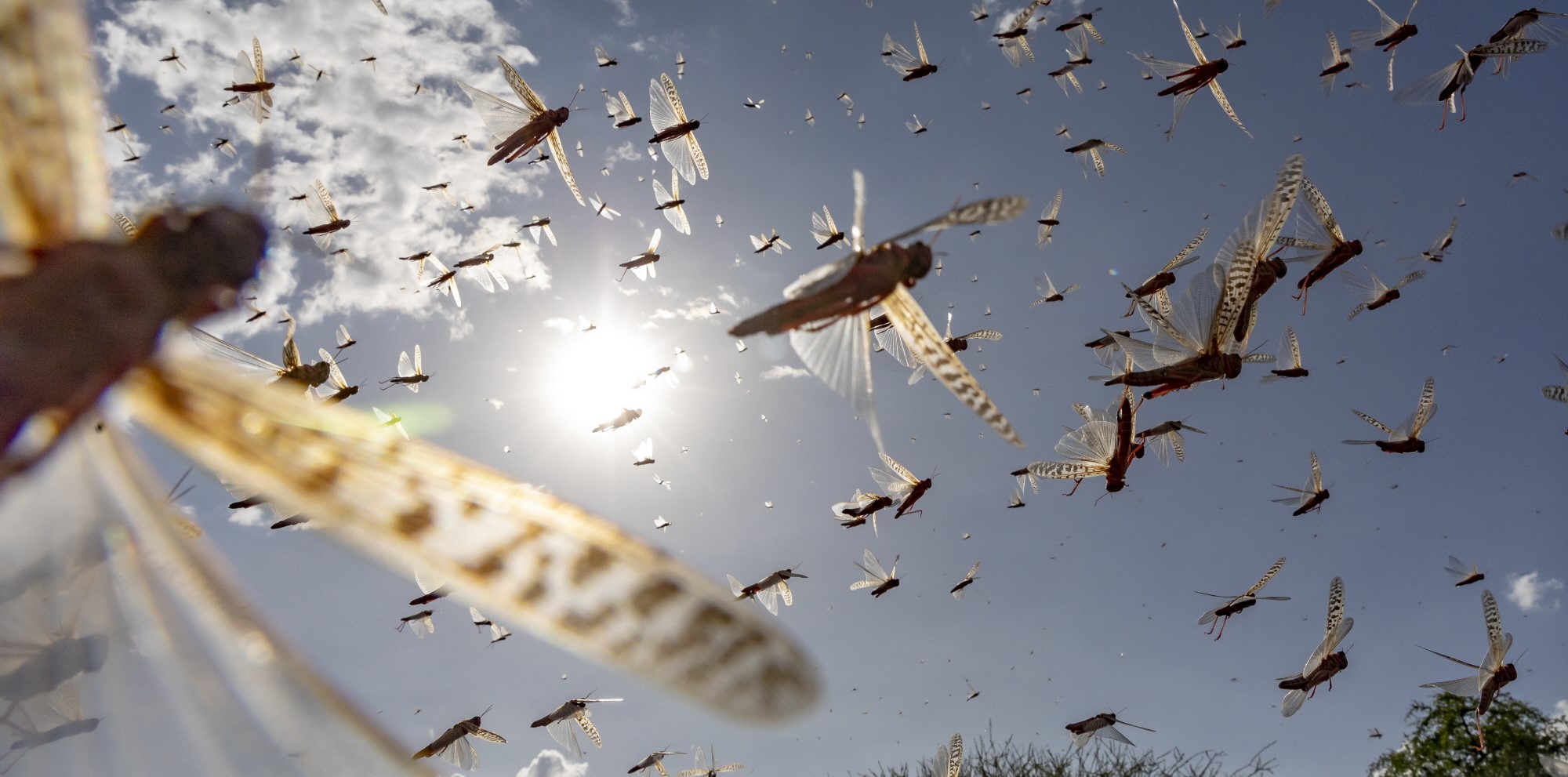 Towards better national and regional locust management in Caucasus and ...