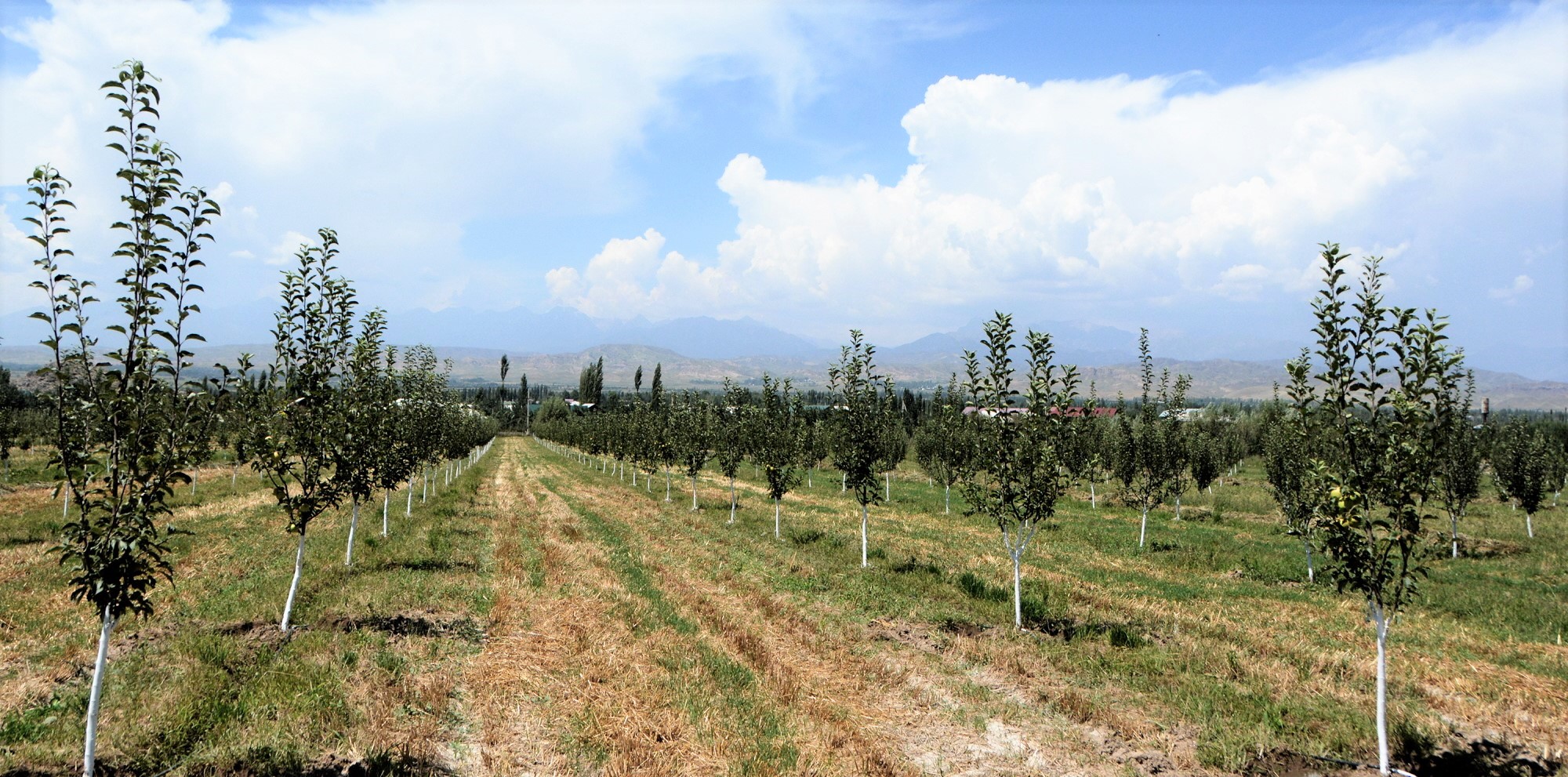 Promotion of water saving technologies in the Uzbek Water Scarce Area ...