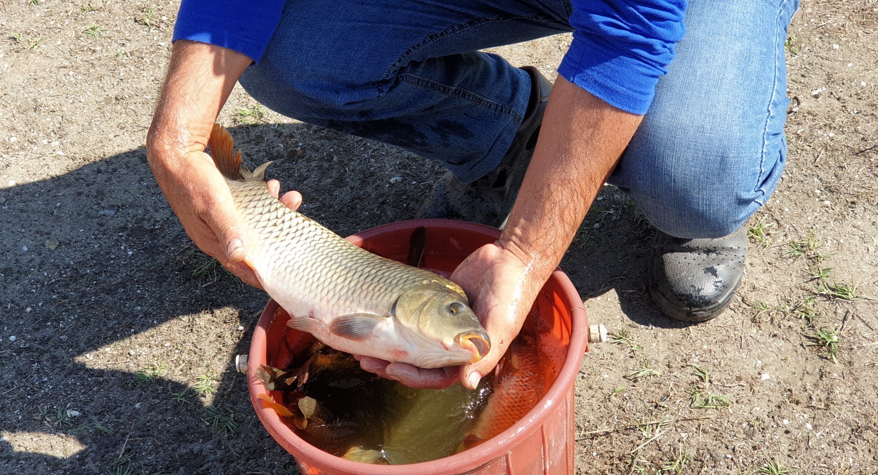 Carp farming webinar brings experts and entrepreneurs together | FAO ...