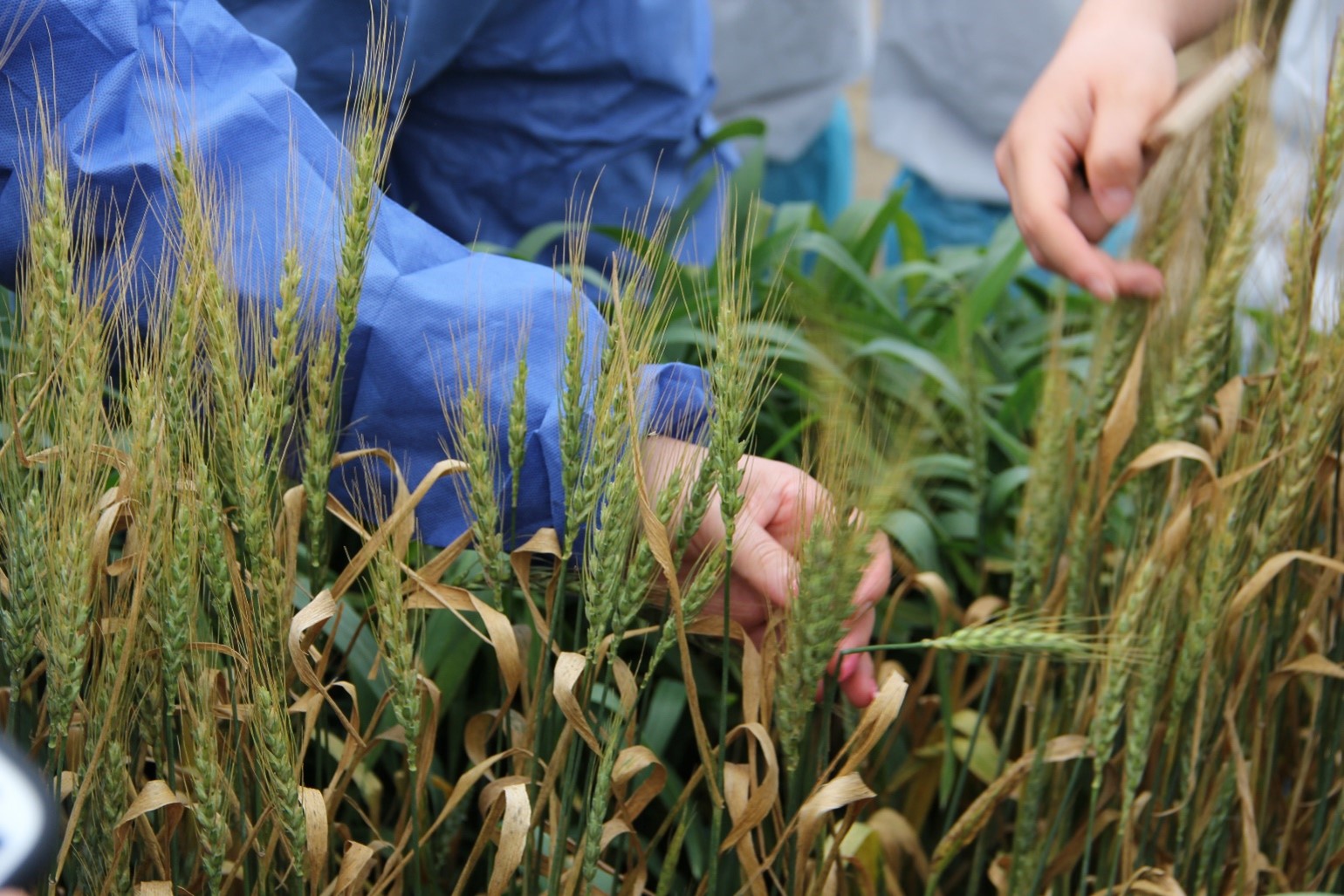 CAC-Rust Project Spotlighted at the International Plant Protection ...