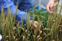 CAC-Rust Project Spotlighted at the International Plant Protection ...