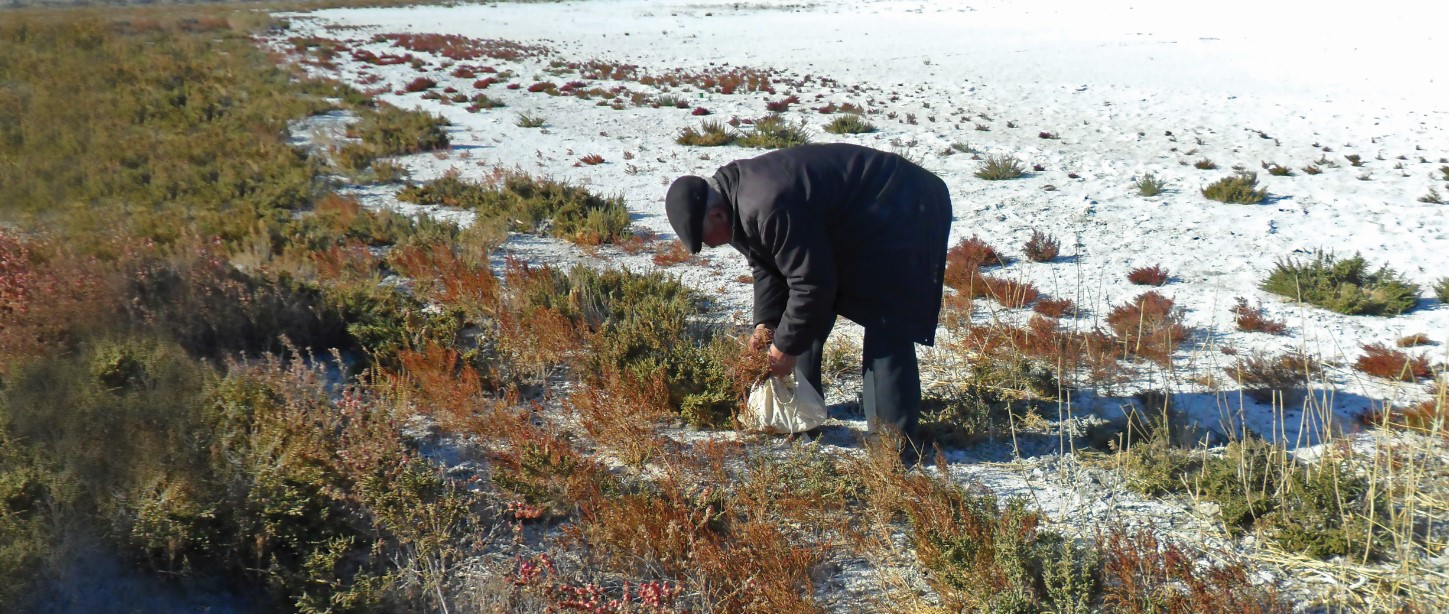 Capacity development program in Central Asia on Soil salinity mapping ...