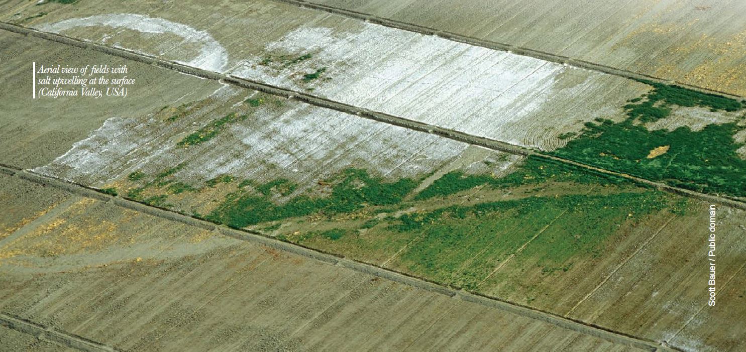 Soil salinization as a global major challenge | ITPS soil letter #3 ...
