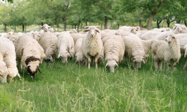 Livestock Environmental Assessment and Performance (LEAP) Partnership ...