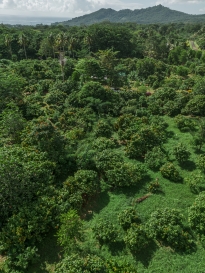 FAO and Japan launch new project to strengthen global agriculture for a ...
