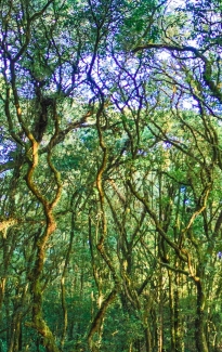 The UN-REDD Programme celebrates 10 years, and looks to future at 2nd ...