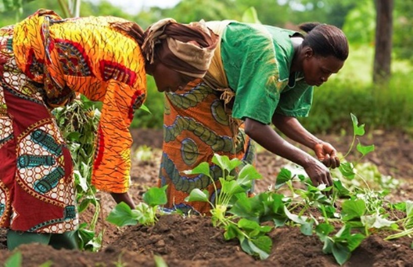 World Agriculture Watch | Food and Agriculture Organization of the ...