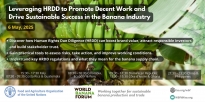 Webinar - Leveraging HRDD to Promote Decent Work and Drive Sustainable ...
