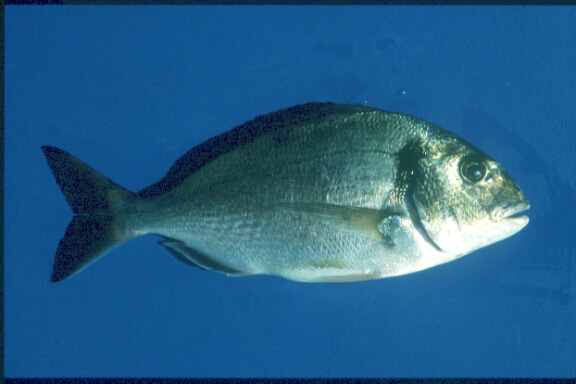 FAO: Gilthead seabream